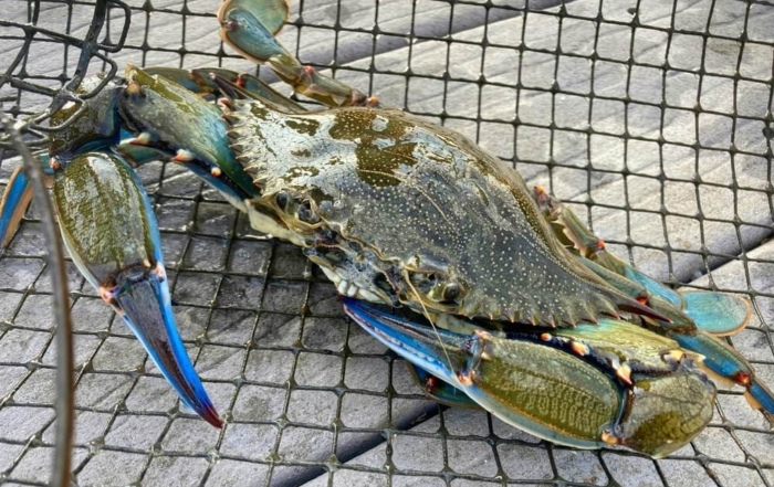 Crab Fishing In Maryland Archives - Osprey Point